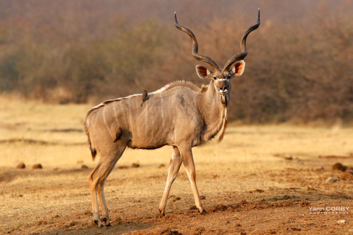 Grand Koudou – | Yann Corby